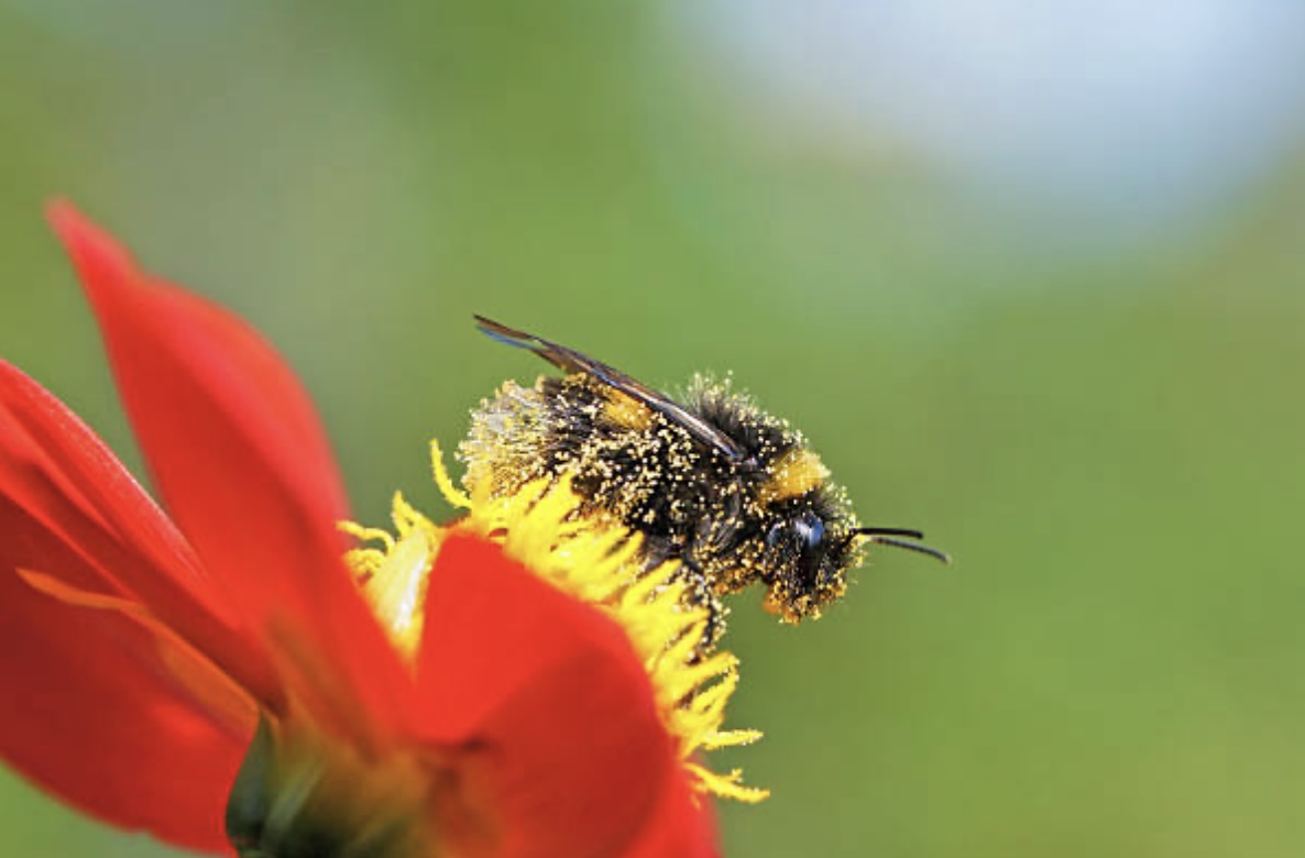 Bee Pollen Benefits: What’s All The Buzz About? - Mother Terra Heals