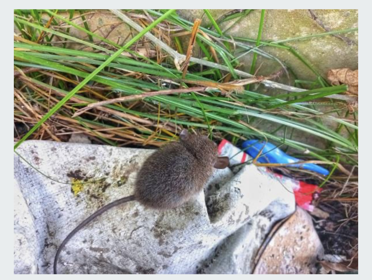 The Best Natural Mouse Repellent - Mother Terra Heals