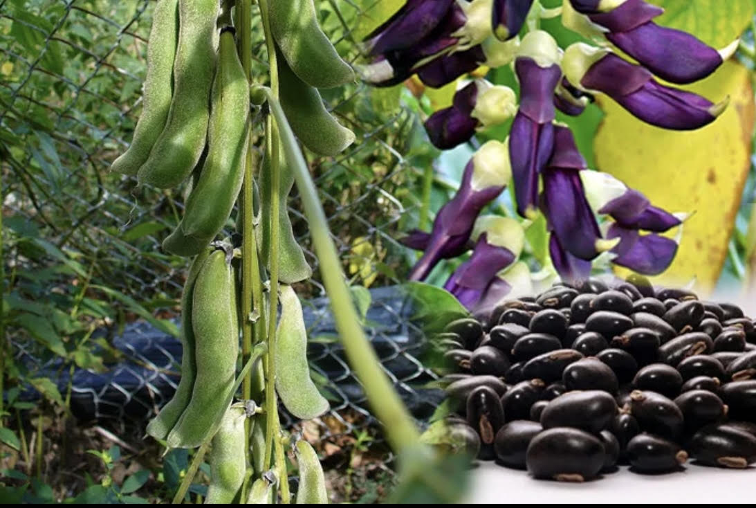 Health Benefits Of Velvet Bean - Mother Terra Heals