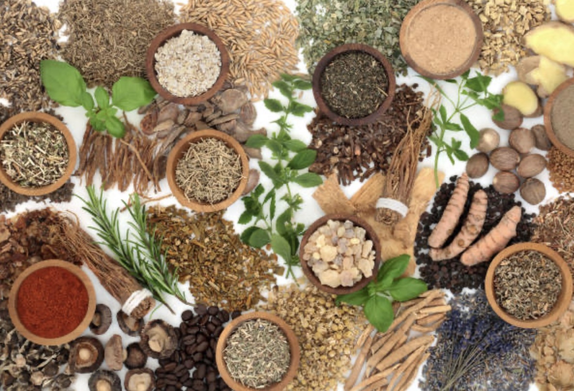 What Are Herbal Antibiotics And How Do You Use Them? - Mother Terra Heals