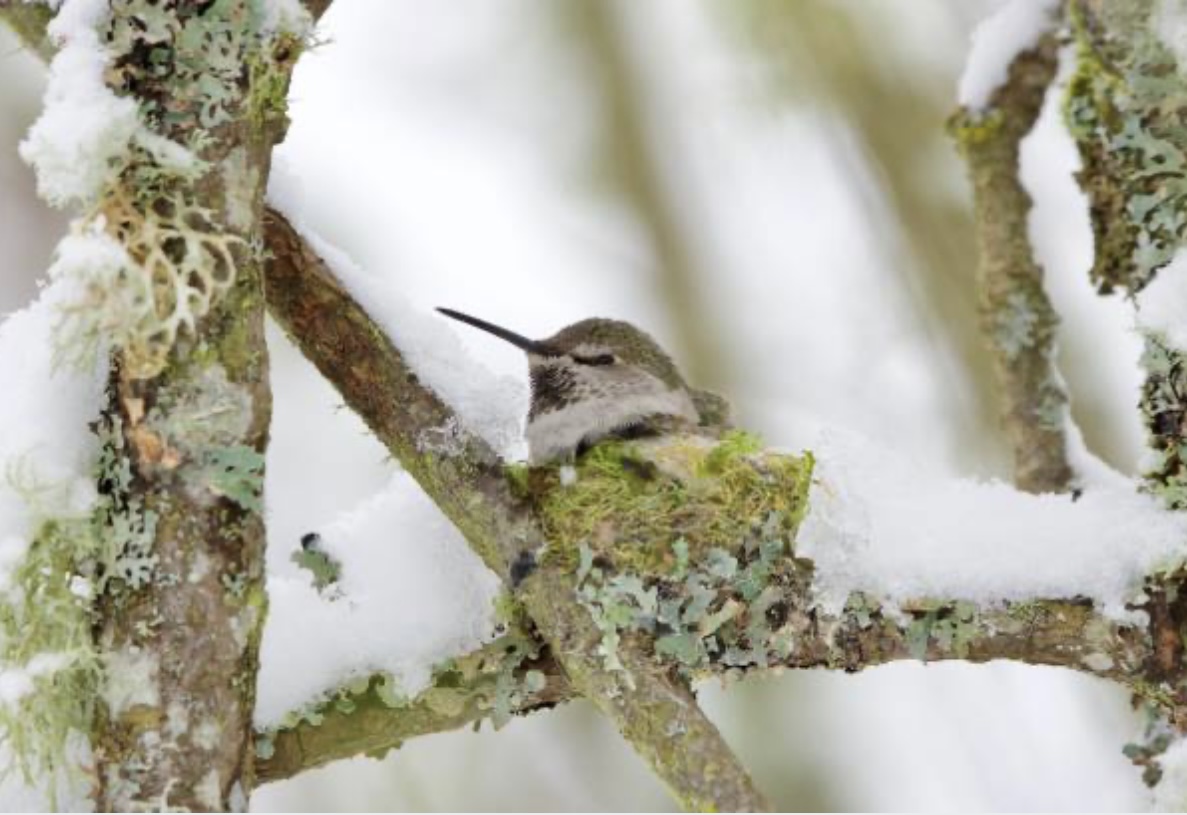 Ways To Keep Hummingbirds Warm And Safe - Mother Terra Heals