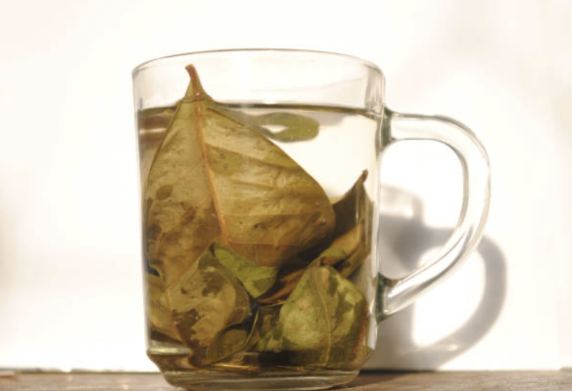 Why Drink Bay Leaf Tea Daily - Mother Terra Heals